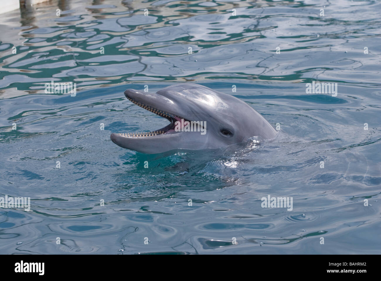 Dolphin coming to say hello Stock Photo - Alamy