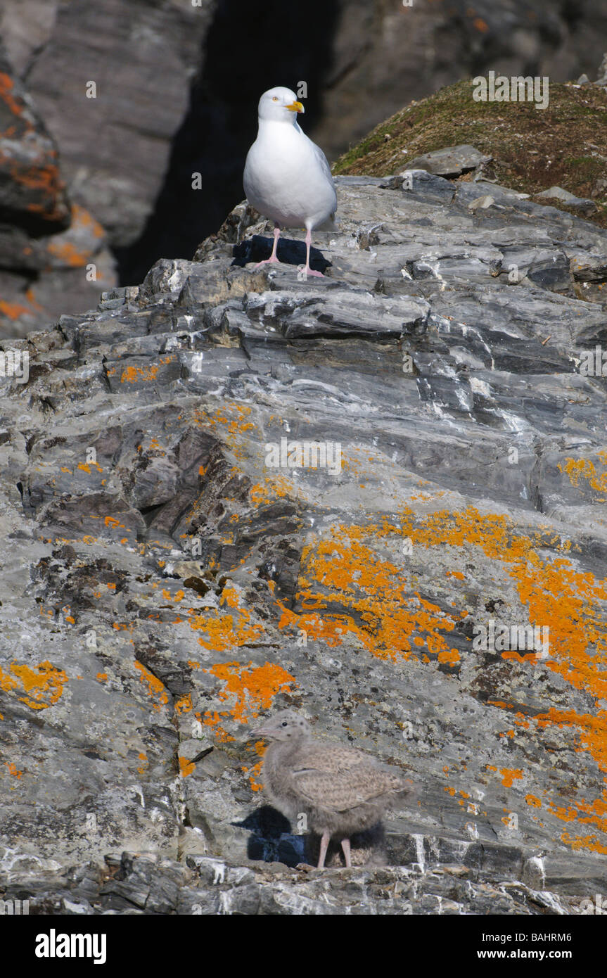 Seagull life cycle hi-res stock photography and images - Alamy