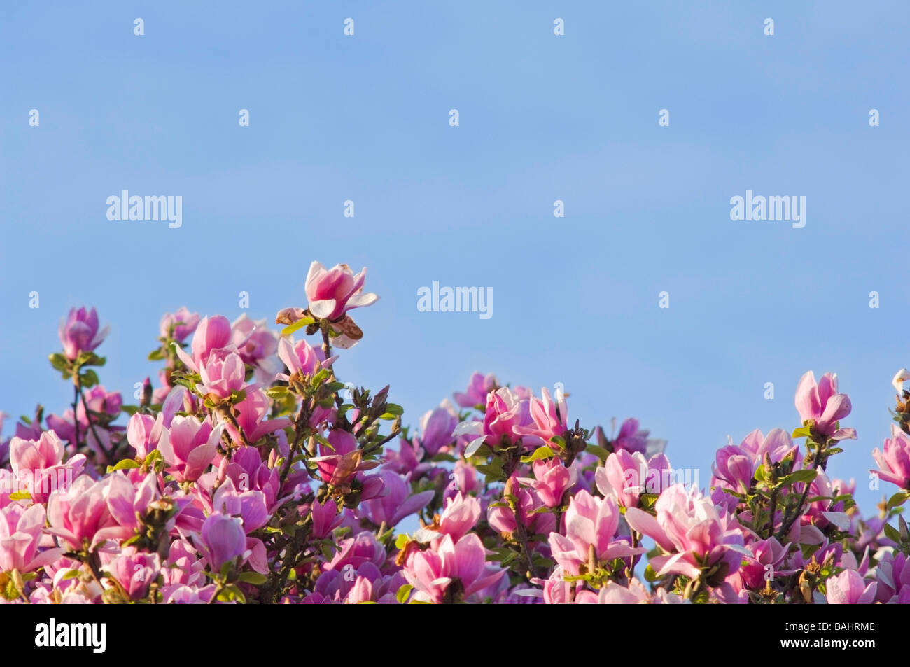 Liriodendron tulipifera bloom hi-res stock photography and images - Alamy