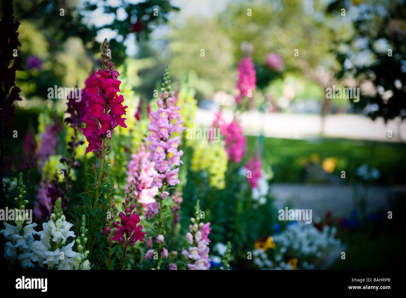 Flowers in a range of color Stock Photo - Alamy