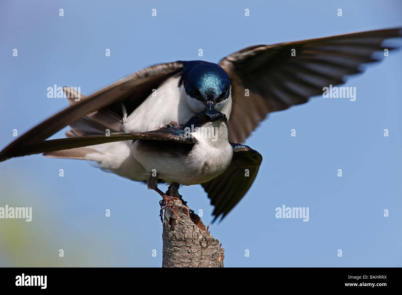 Tree Swallow Tachycineta bicolor pair mating on a broken branch Stock ...
