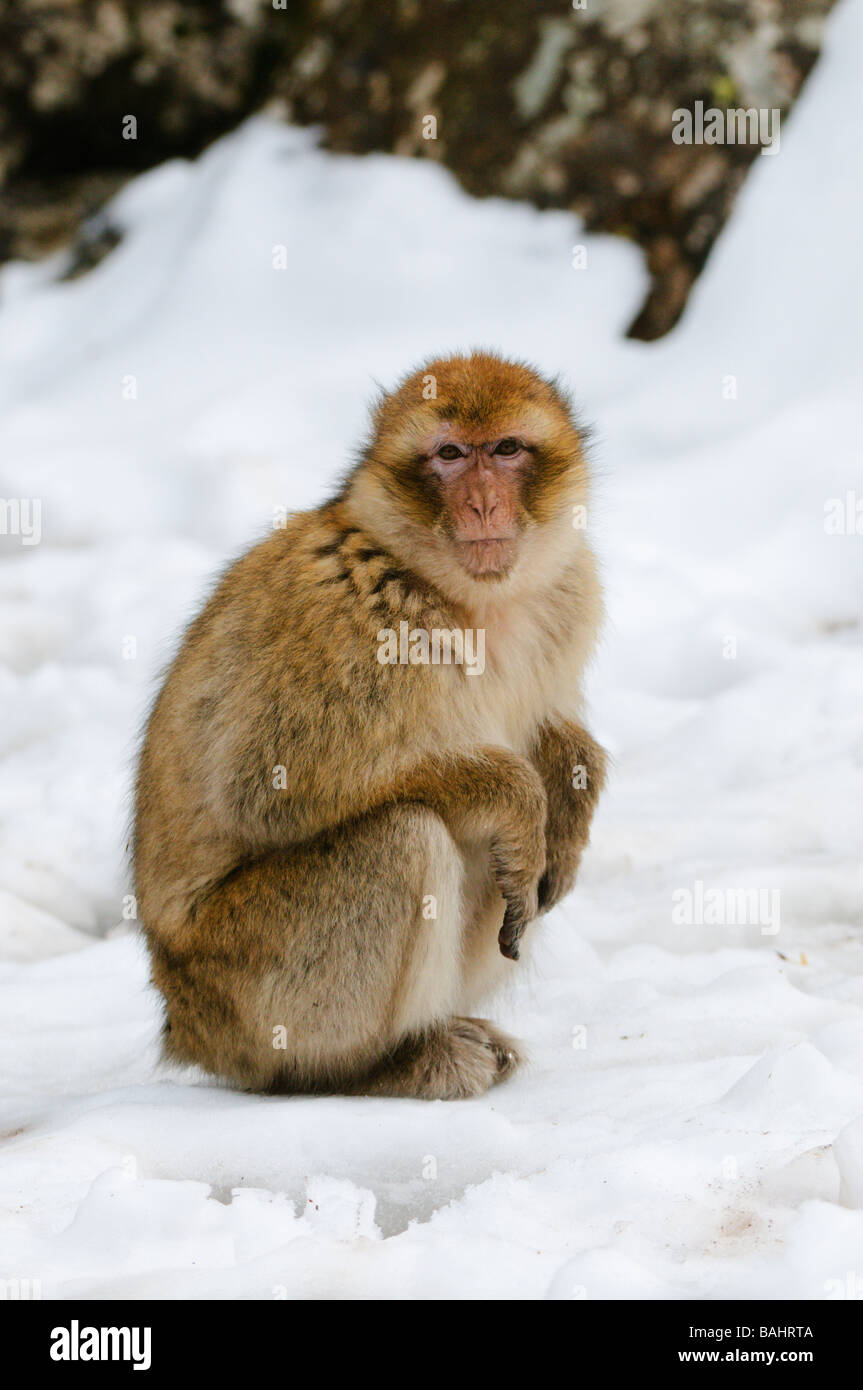 Barbary Macaque Macaca sylvanus on winter snowy cedar forest Mid Atlas ...
