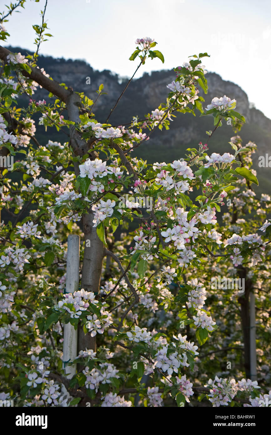 apple trees in bloom at garda lake in italy Stock Photo - Alamy