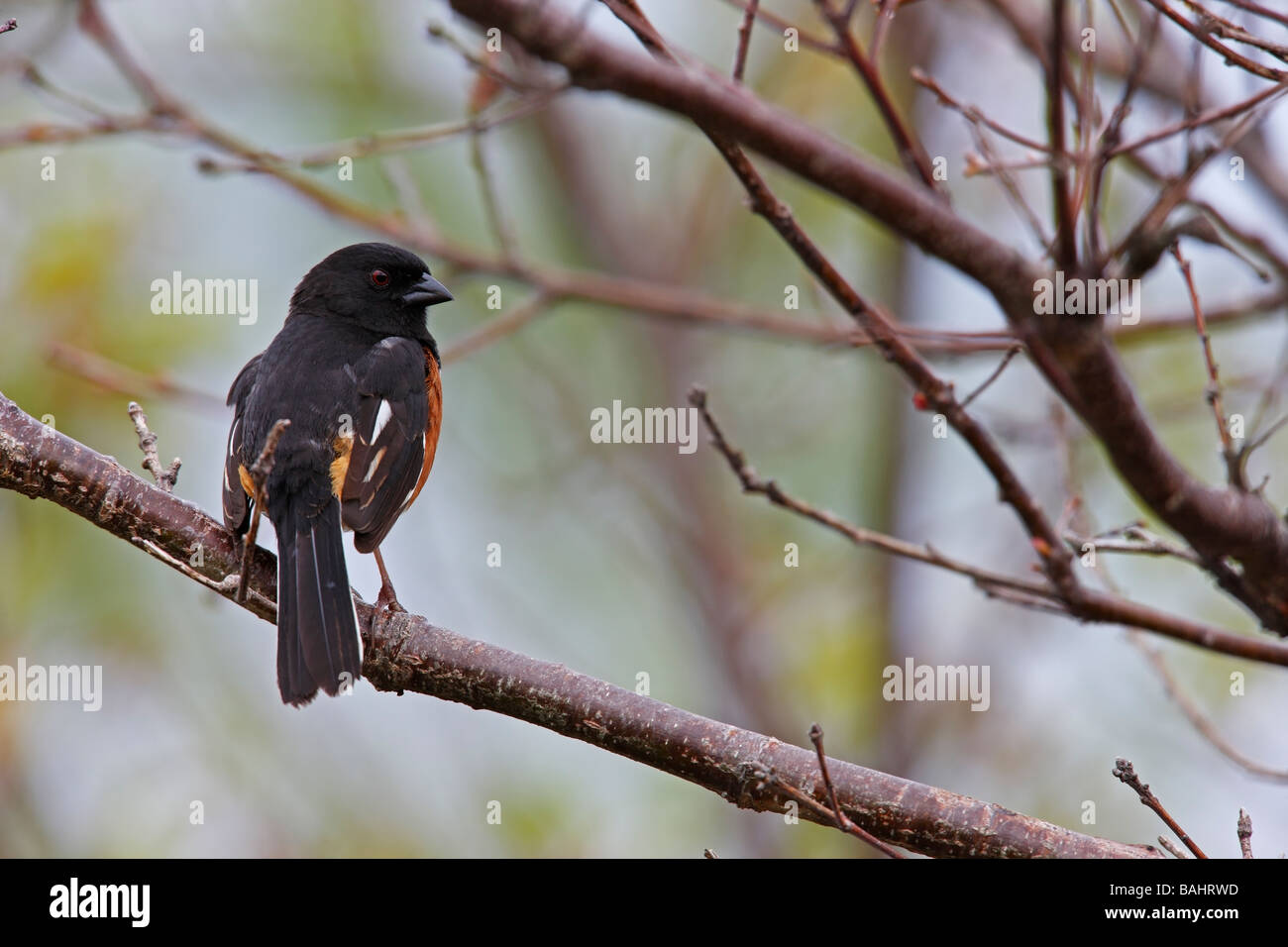 Eastern Towhee Pipilo erythropthalmus erythropthalmus male sitting in a ...
