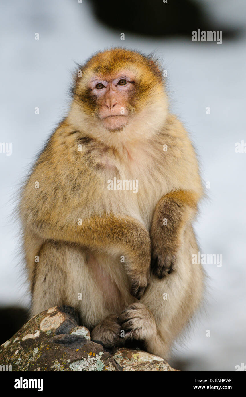 Barbary Macaque Macaca sylvanus on winter snowy cedar forest Mid Atlas ...