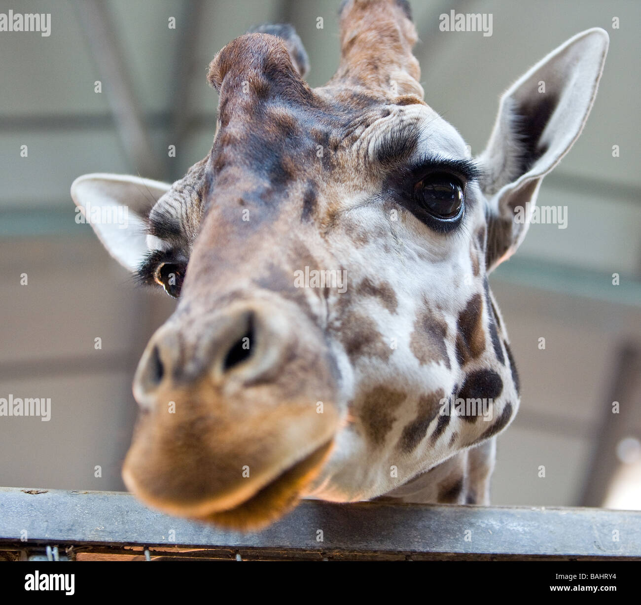 head of a giraffe looking over the top bar of its enclosure Stock Photo ...