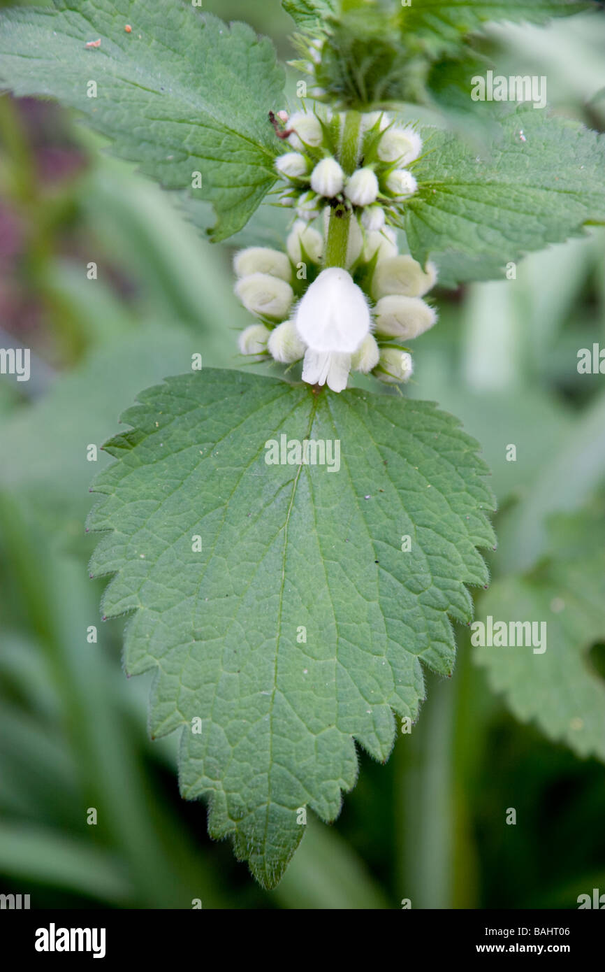 White Dead Nettle Lamium album beginning to flower Stock Photo - Alamy
