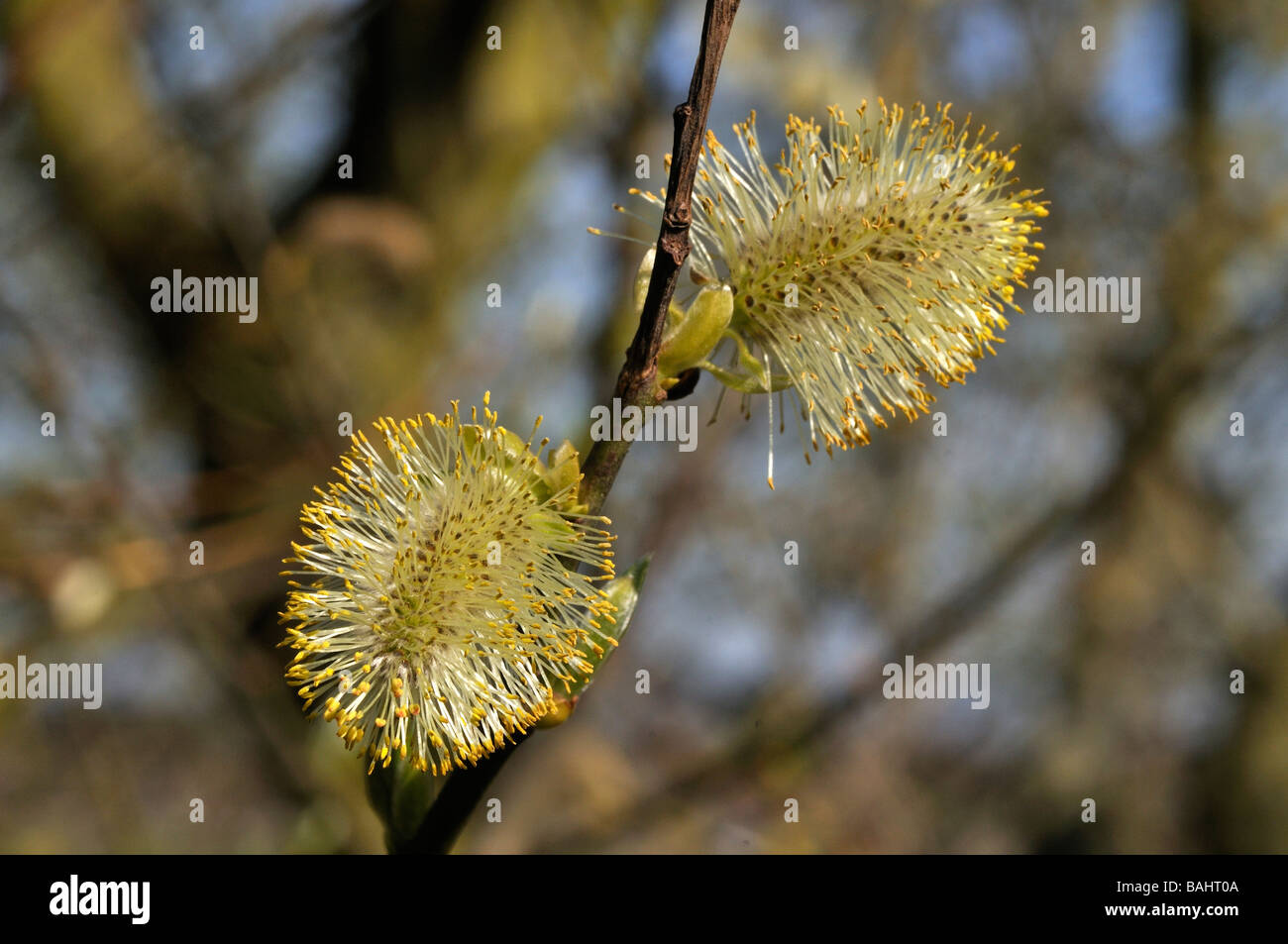 Willow catkin hi-res stock photography and images - Alamy