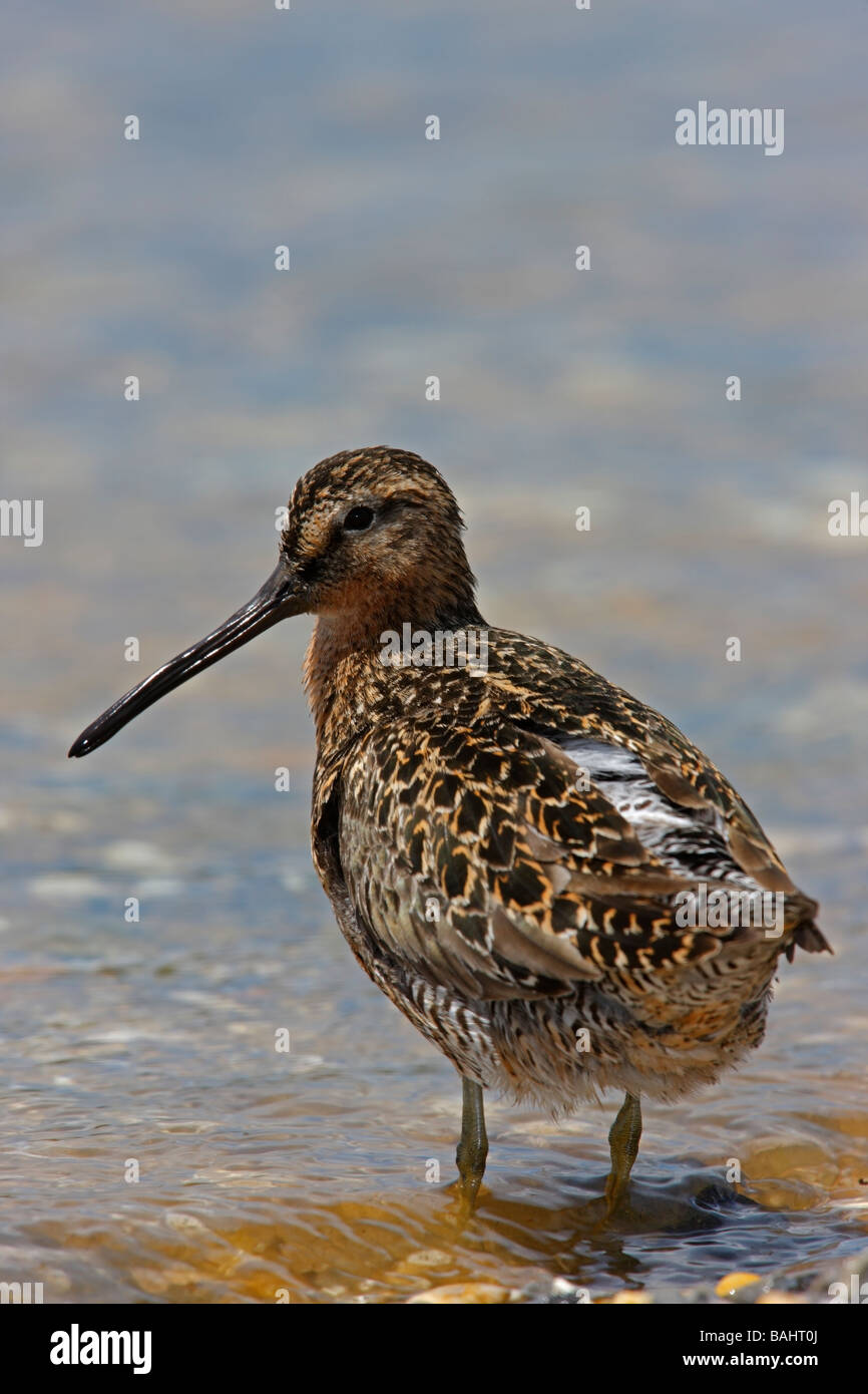 Short billed Dowitcher Limnodromus griseus griseus Spring migrant in ...