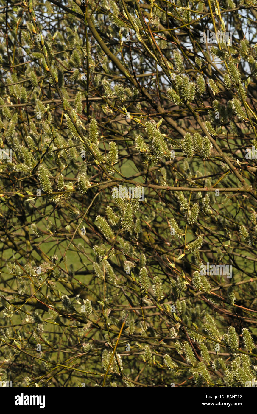 Shrub in Flower Stock Photo - Alamy