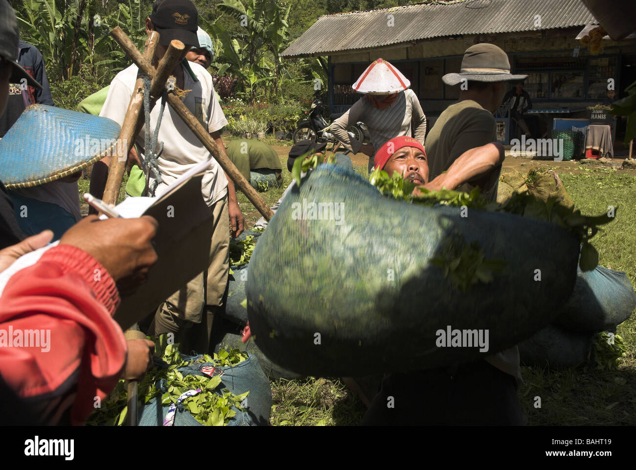 Itemising weights and loading tea pickers sacks into lorry, tea ...
