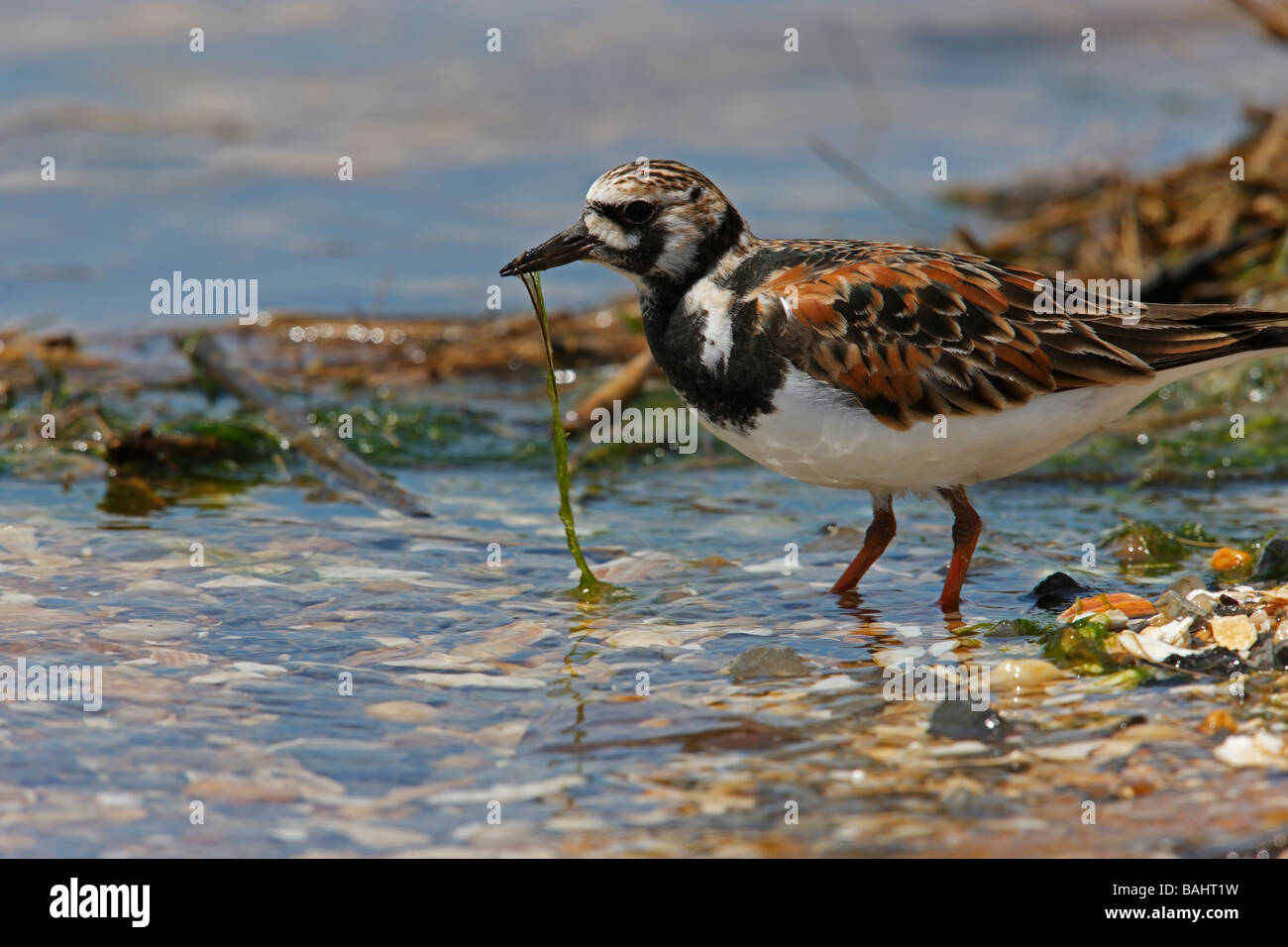 Ruddy Turnstone Arenaria interpres morinella Spring migrant male in ...