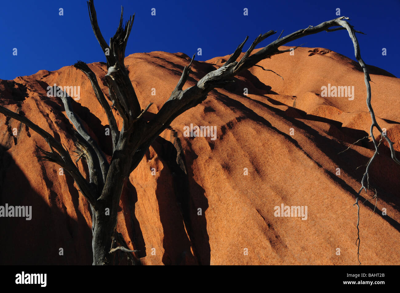 A dead tree near Ayers Rock (Uluru), Australia Stock Photo - Alamy