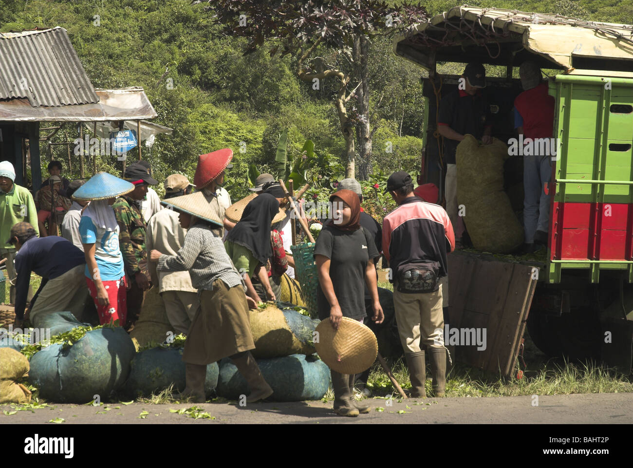 Loading tea pickers sacks into lorry, tea plantation, Ciater, Indonesia ...