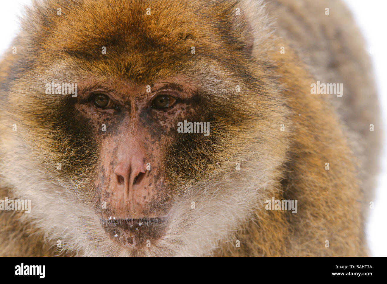 Barbary Macaque Macaca sylvanus on winter snowy cedar forest Mid Atlas ...