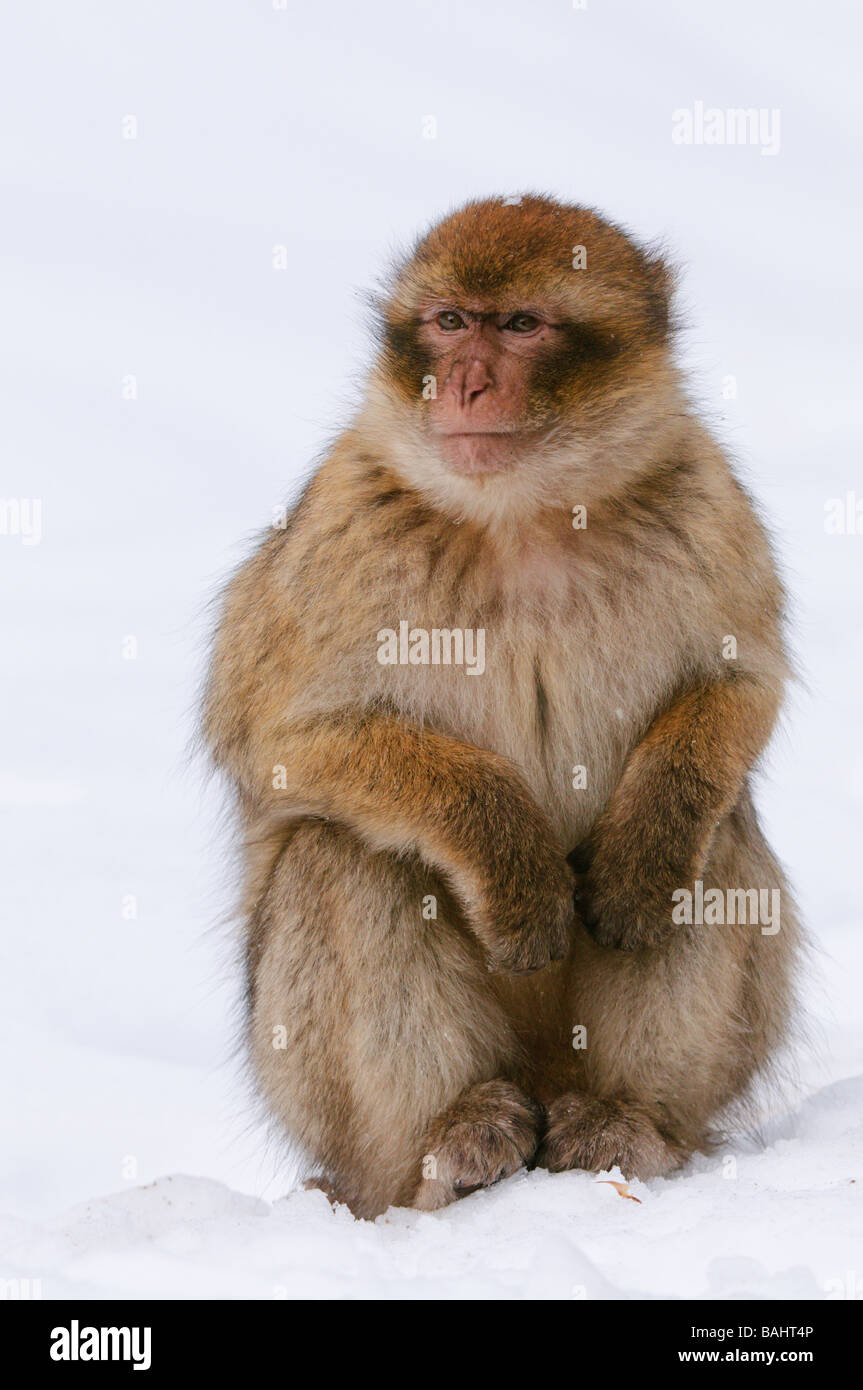 Barbary Macaque Macaca sylvanus on winter snowy cedar forest Mid Atlas ...