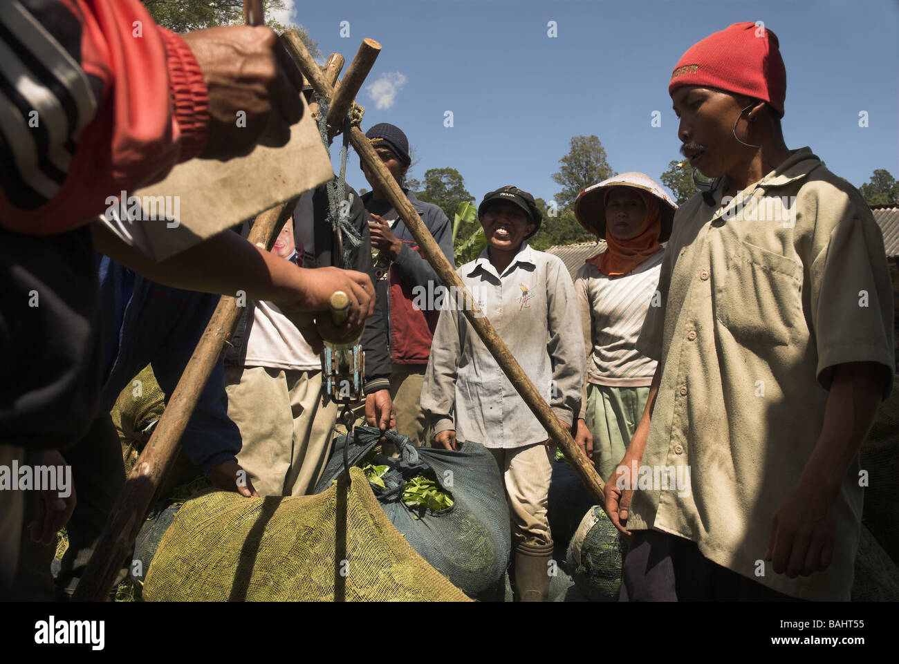 Weighing workers sacks of picked tea leaves, tea plantation, Ciater ...