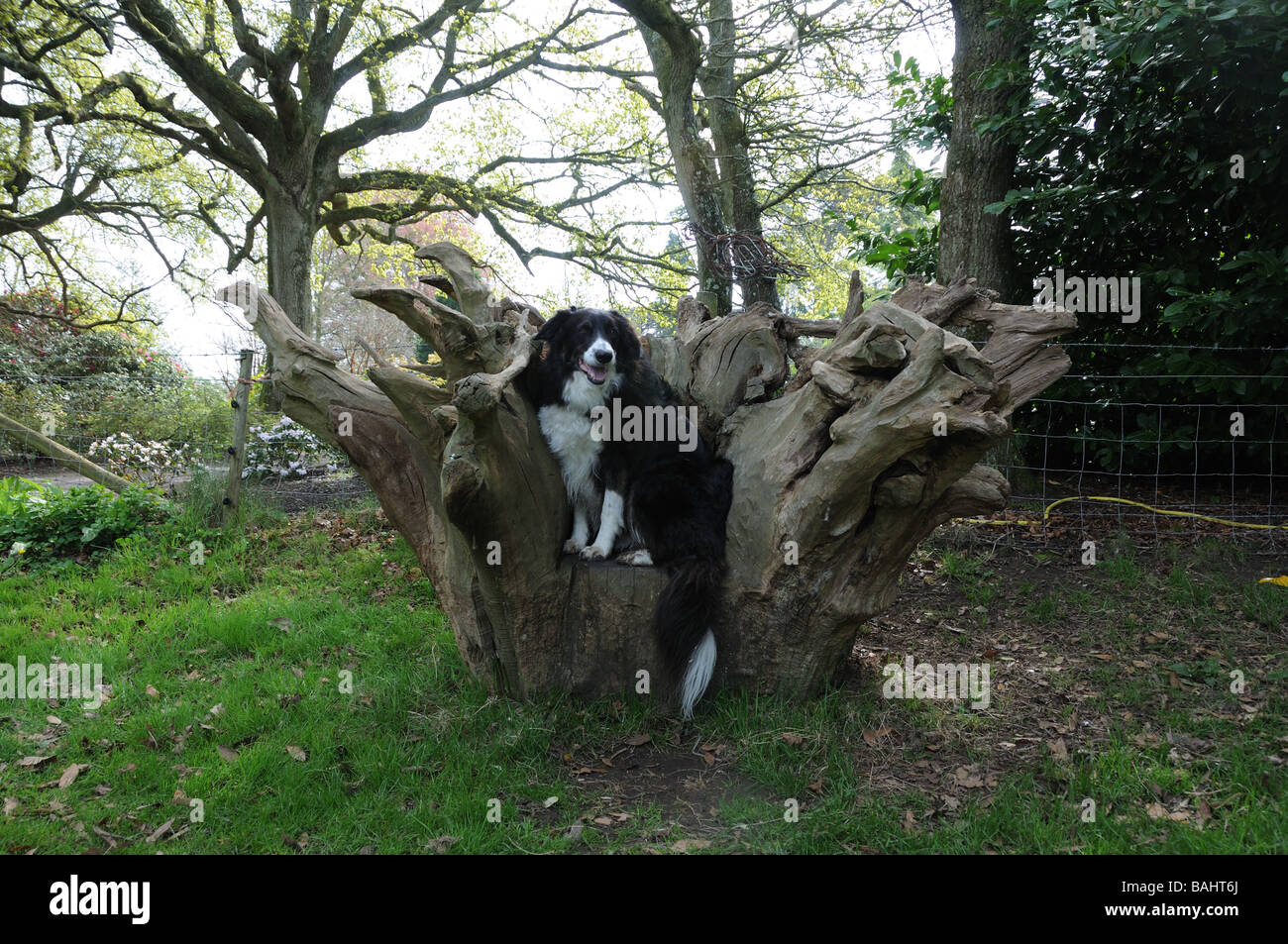 Dog on tree stump seat Stock Photo - Alamy