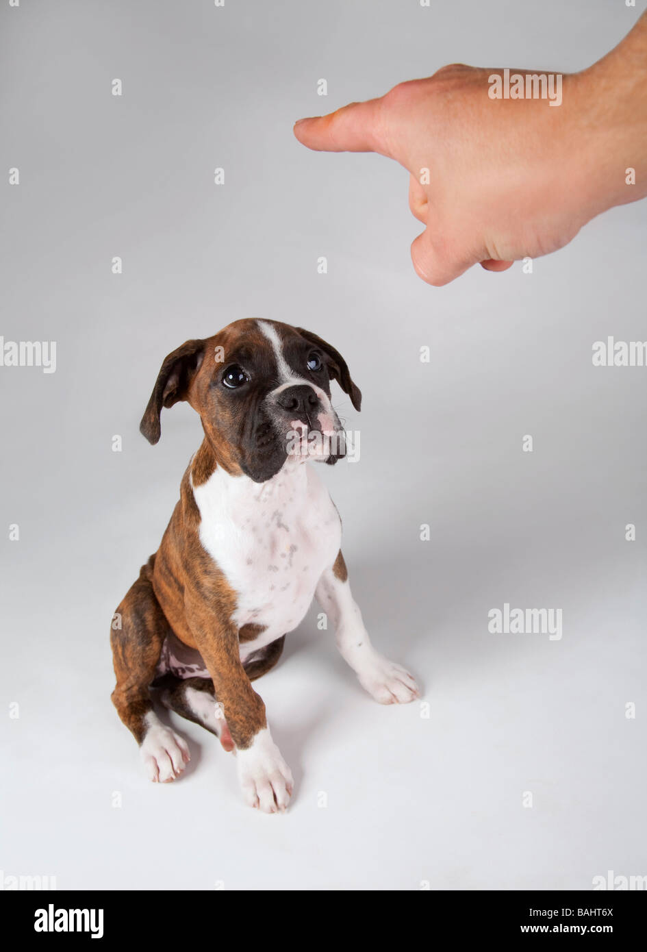 Dog trainer dog trainers hi-res stock photography and images - Alamy
