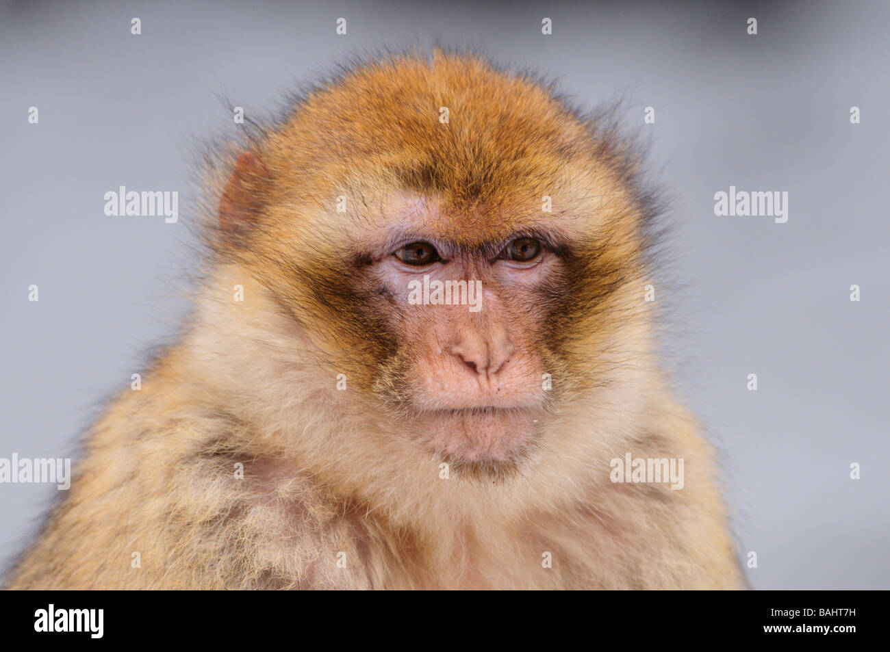 Barbary Macaque Macaca sylvanus on winter snowy cedar forest Mid Atlas ...
