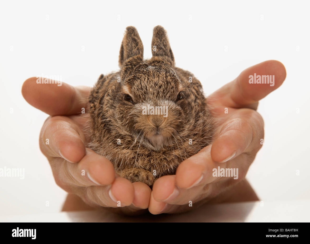 Portrait of a rabbit Stock Photo - Alamy