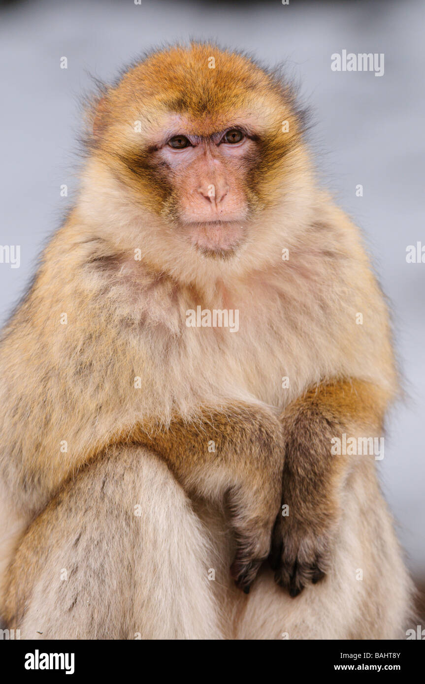 Barbary Macaque Macaca sylvanus on winter snowy cedar forest Mid Atlas ...