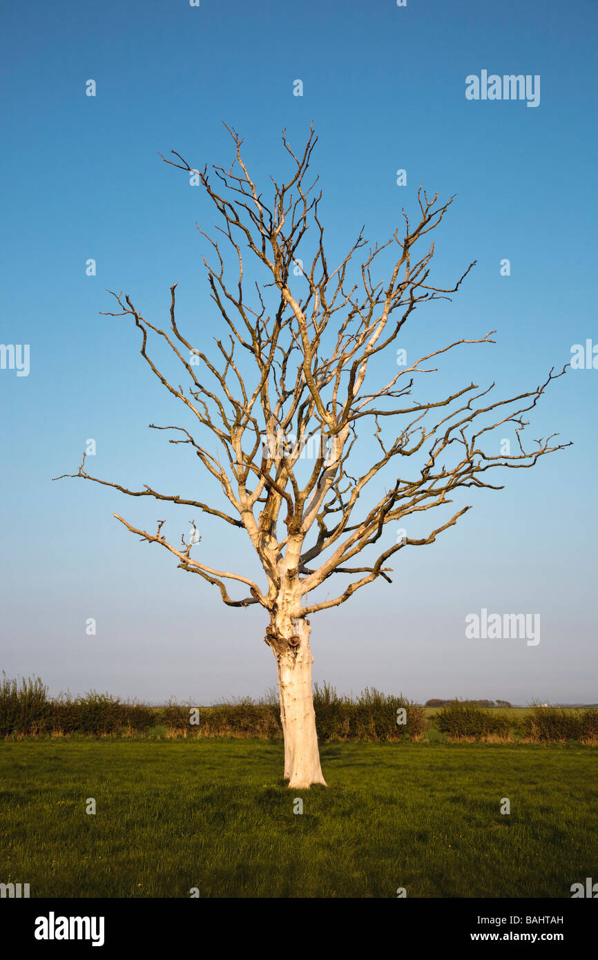 White Dead Tree with no leaves, Wetwang, East Yorkshire, England, UK ...