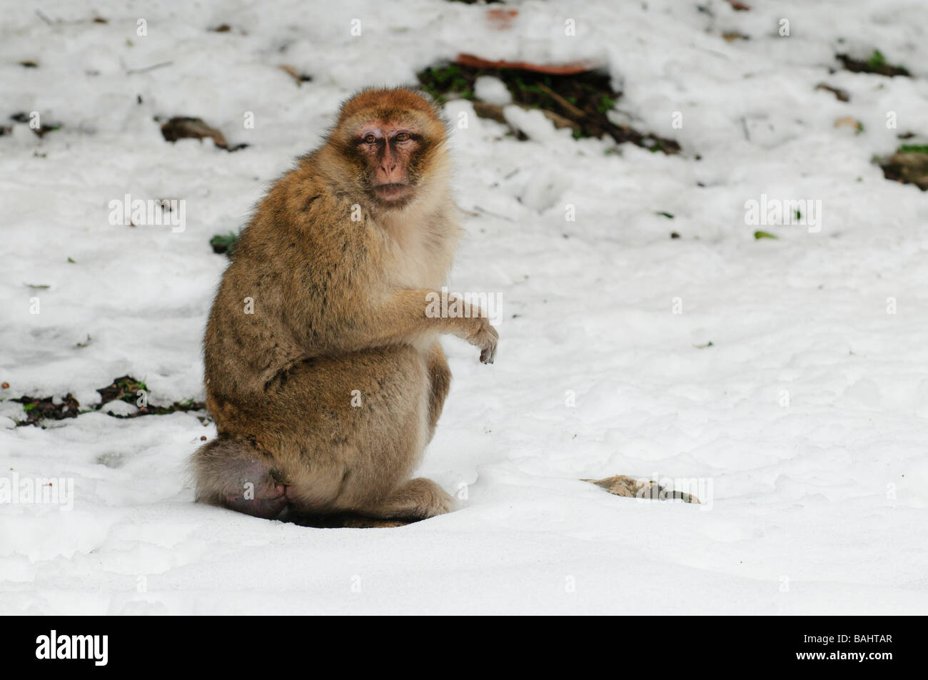 Barbary Macaque Macaca sylvanus on winter snowy cedar forest Mid Atlas ...