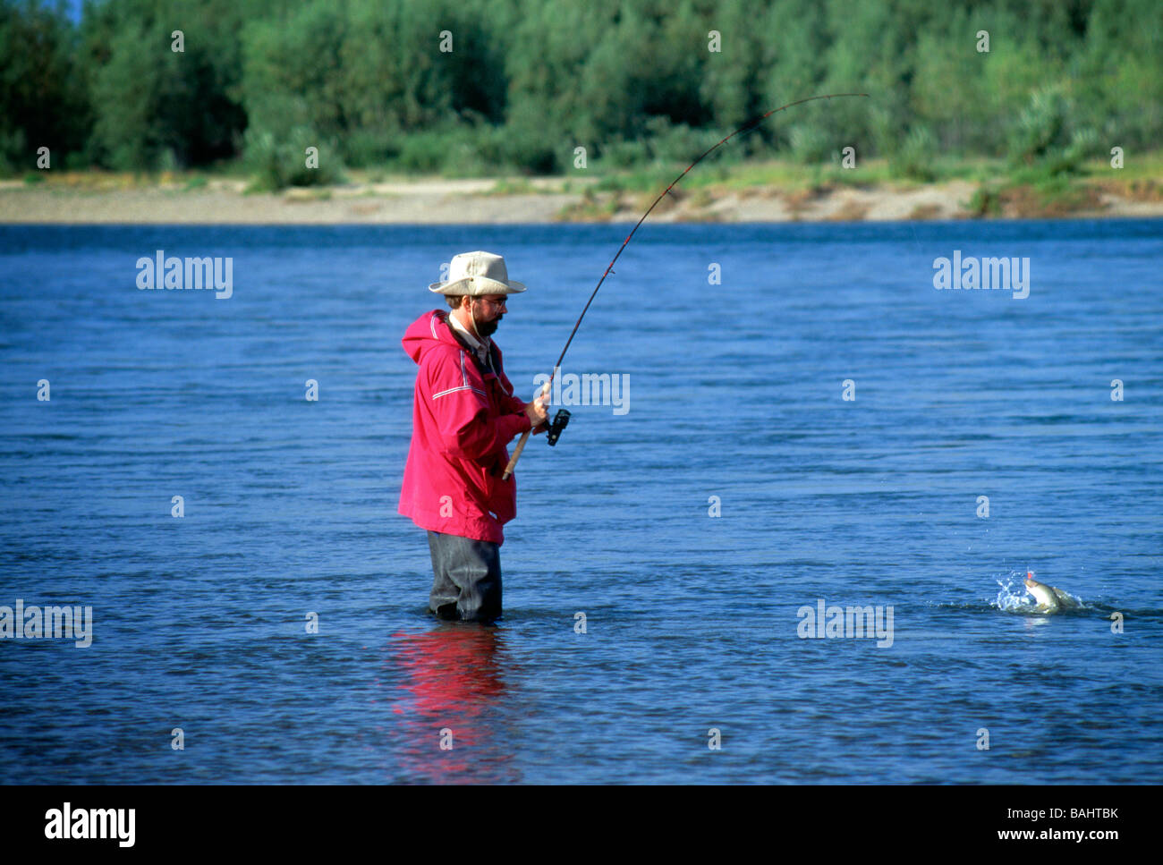Greyling fish hi-res stock photography and images - Alamy