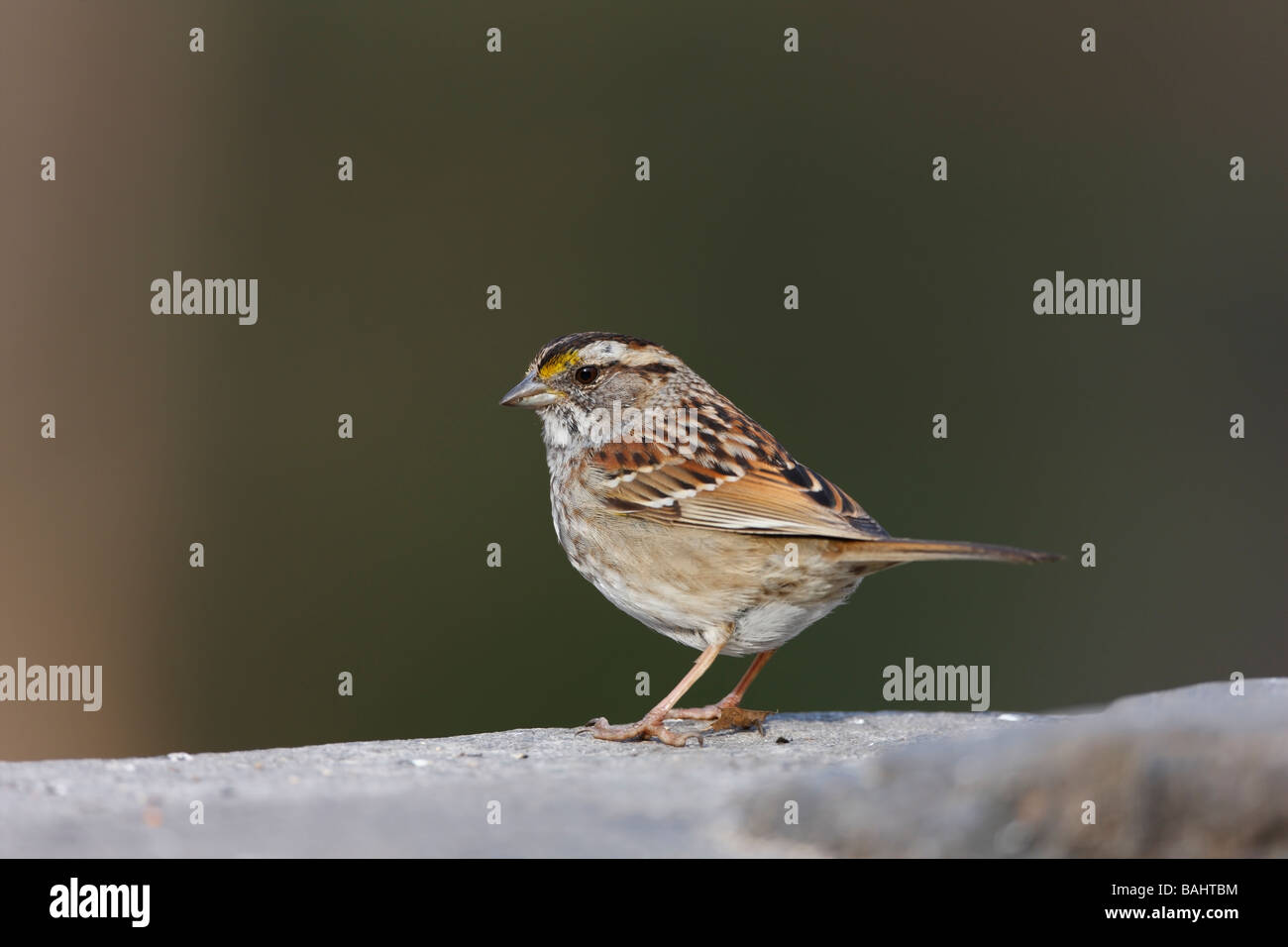 White throated Sparrow Zonotrichia albicollis tan striped morph Stock ...