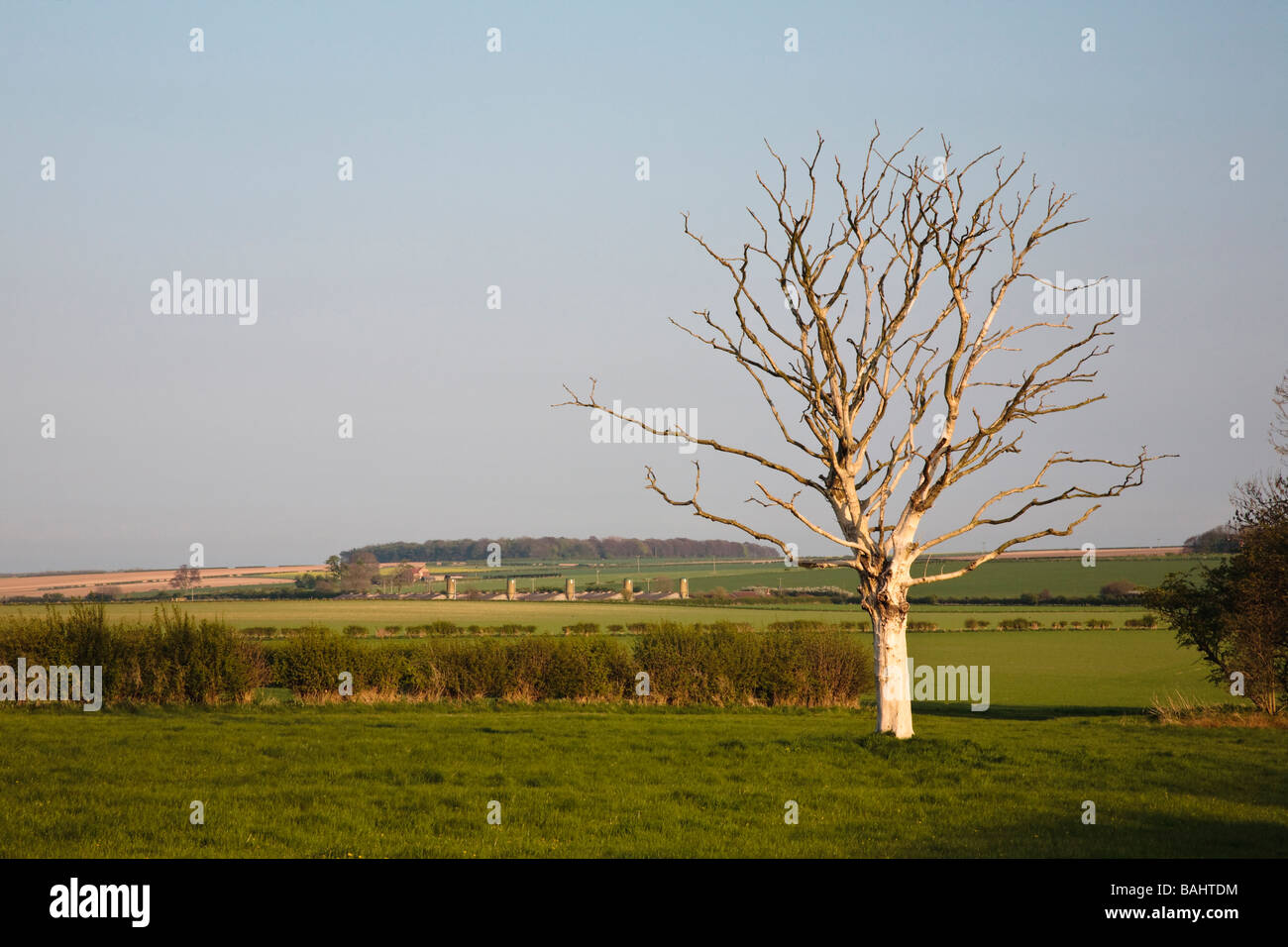 White Dead Tree with no leaves, Wetwang, East Yorkshire, England, UK ...