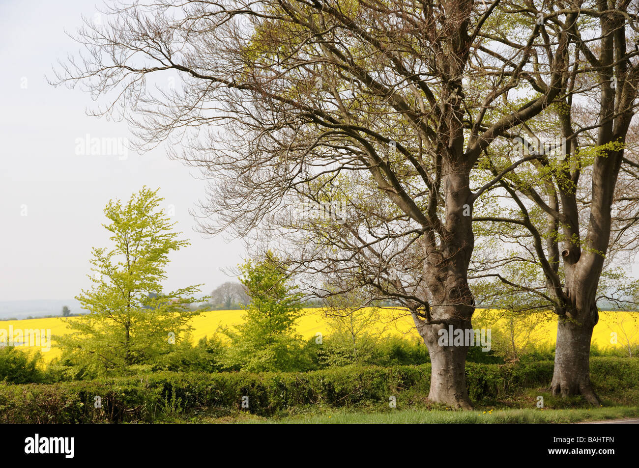 Spring rapeseed fields hi-res stock photography and images - Alamy