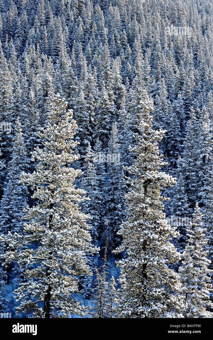 Stand of conifer trees hi-res stock photography and images - Alamy