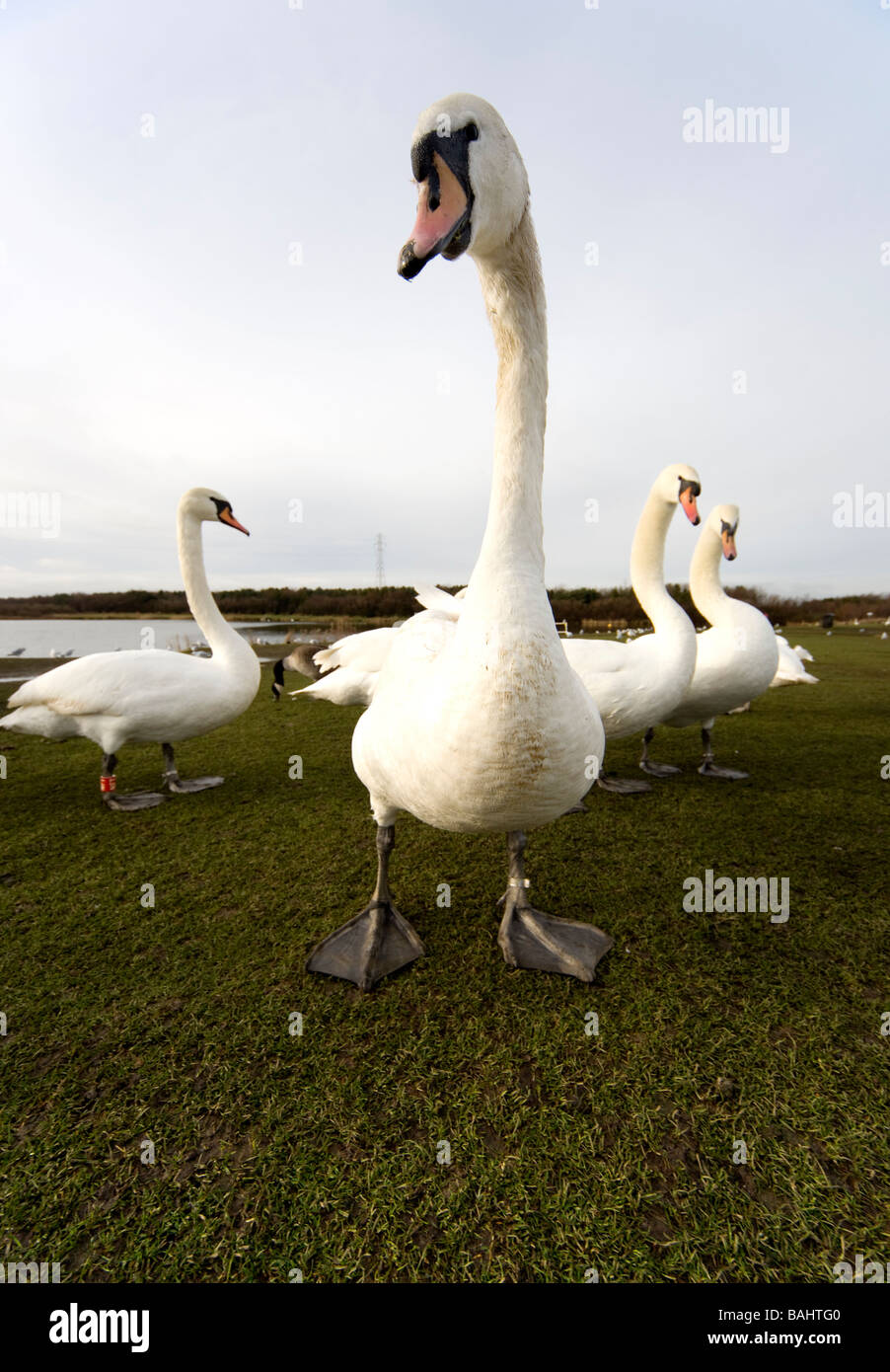 A colony of swans hi-res stock photography and images - Alamy