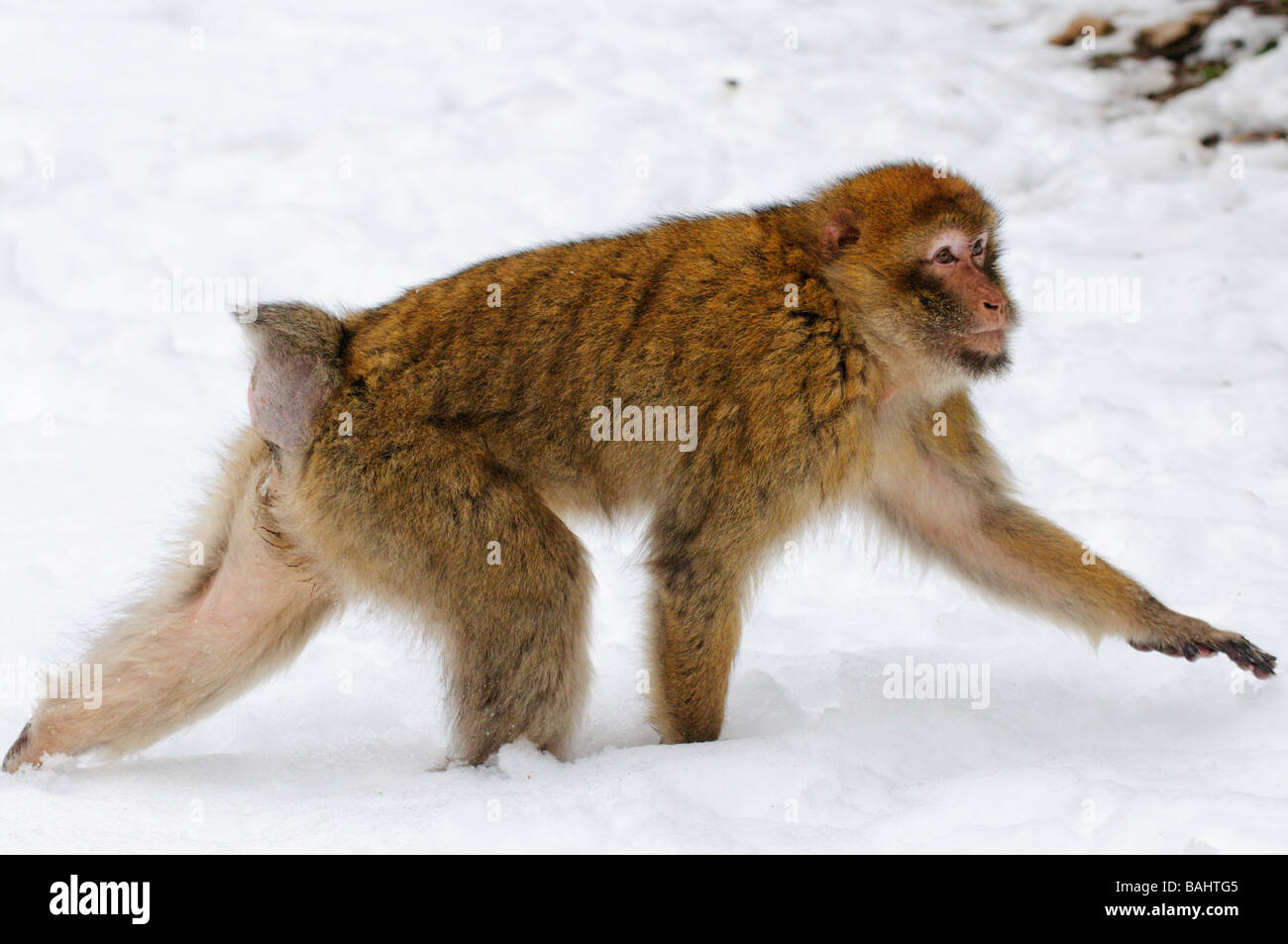 Barbary Macaque Macaca sylvanus on winter snowy cedar forest Mid Atlas ...