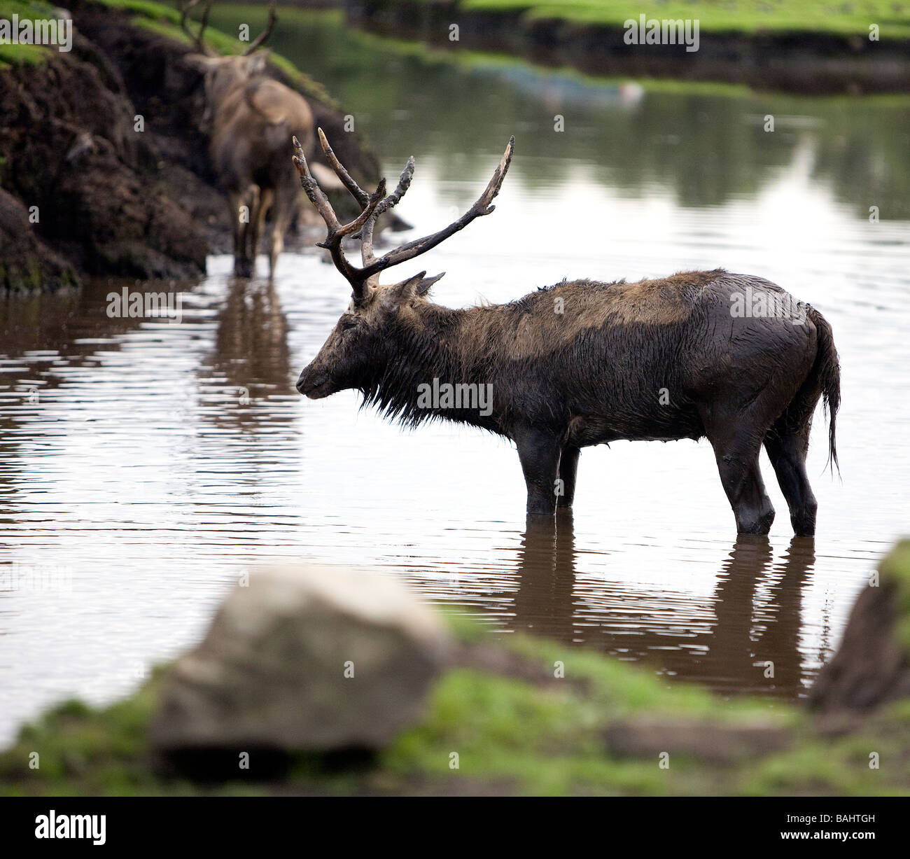Pair dear stand in water hi-res stock photography and images - Alamy