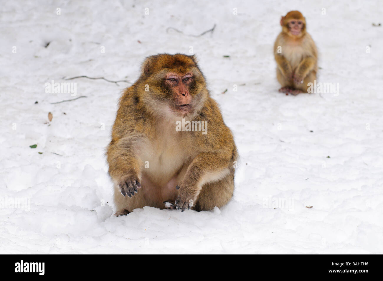 Barbary Macaque Macaca sylvanus on winter snowy cedar forest Mid Atlas ...