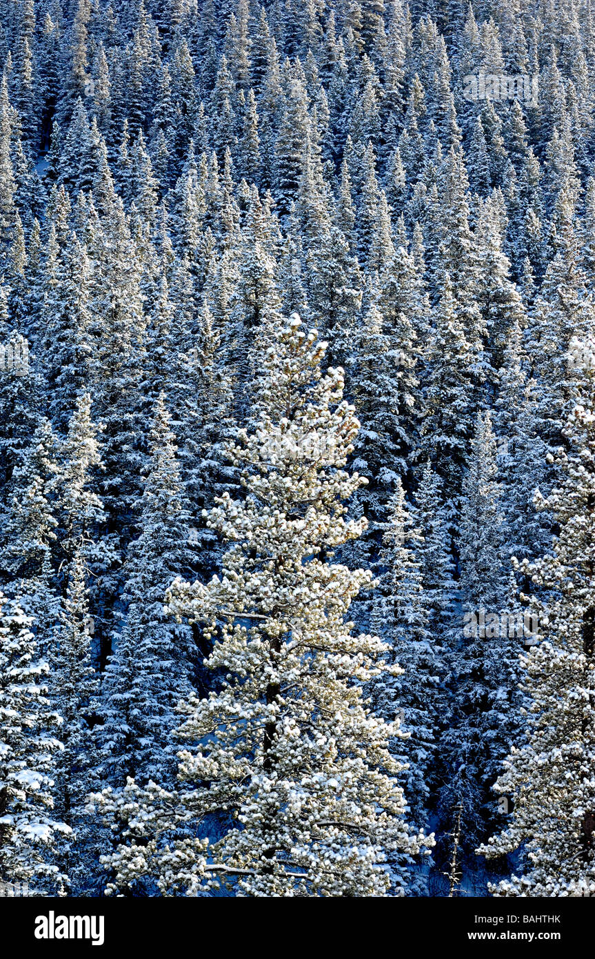 Conifer trees 09240 Stock Photo - Alamy