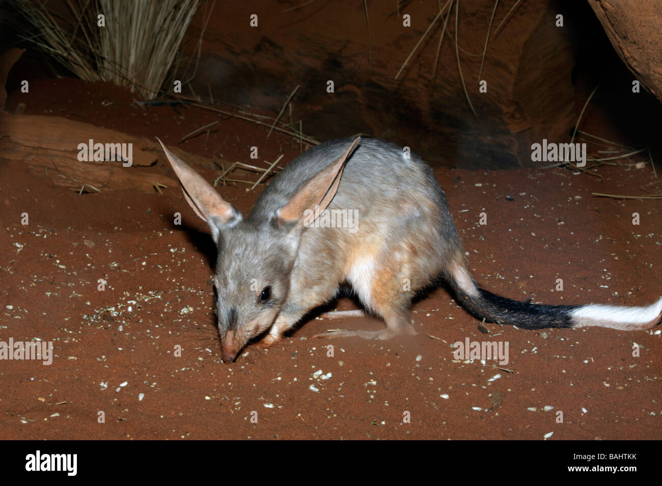 Greater bilby, Macrotis lagotis scavenging at night Stock Photo - Alamy