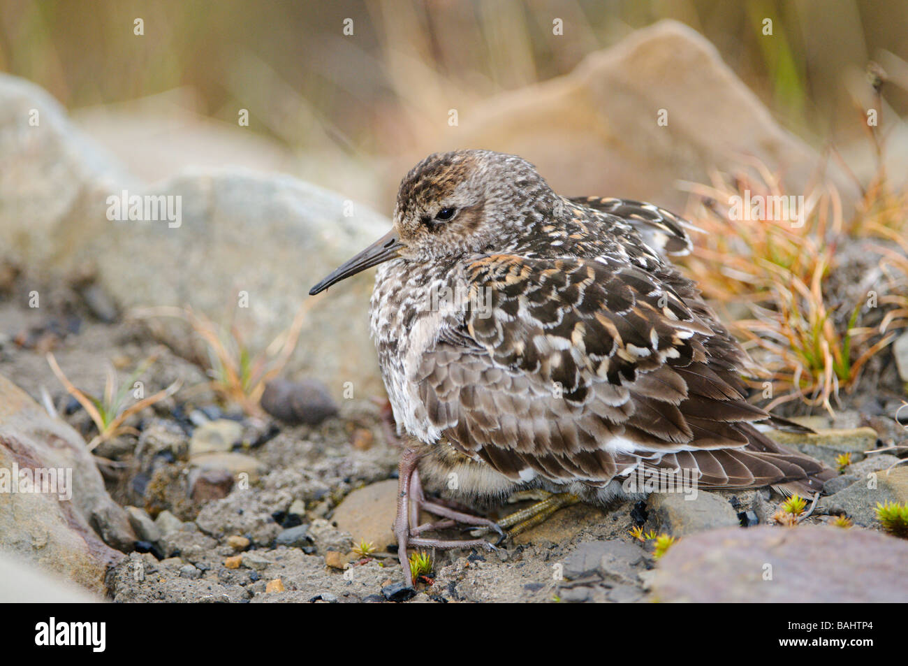Mother Purple sandpiper protecting offspring chicks under her body ...