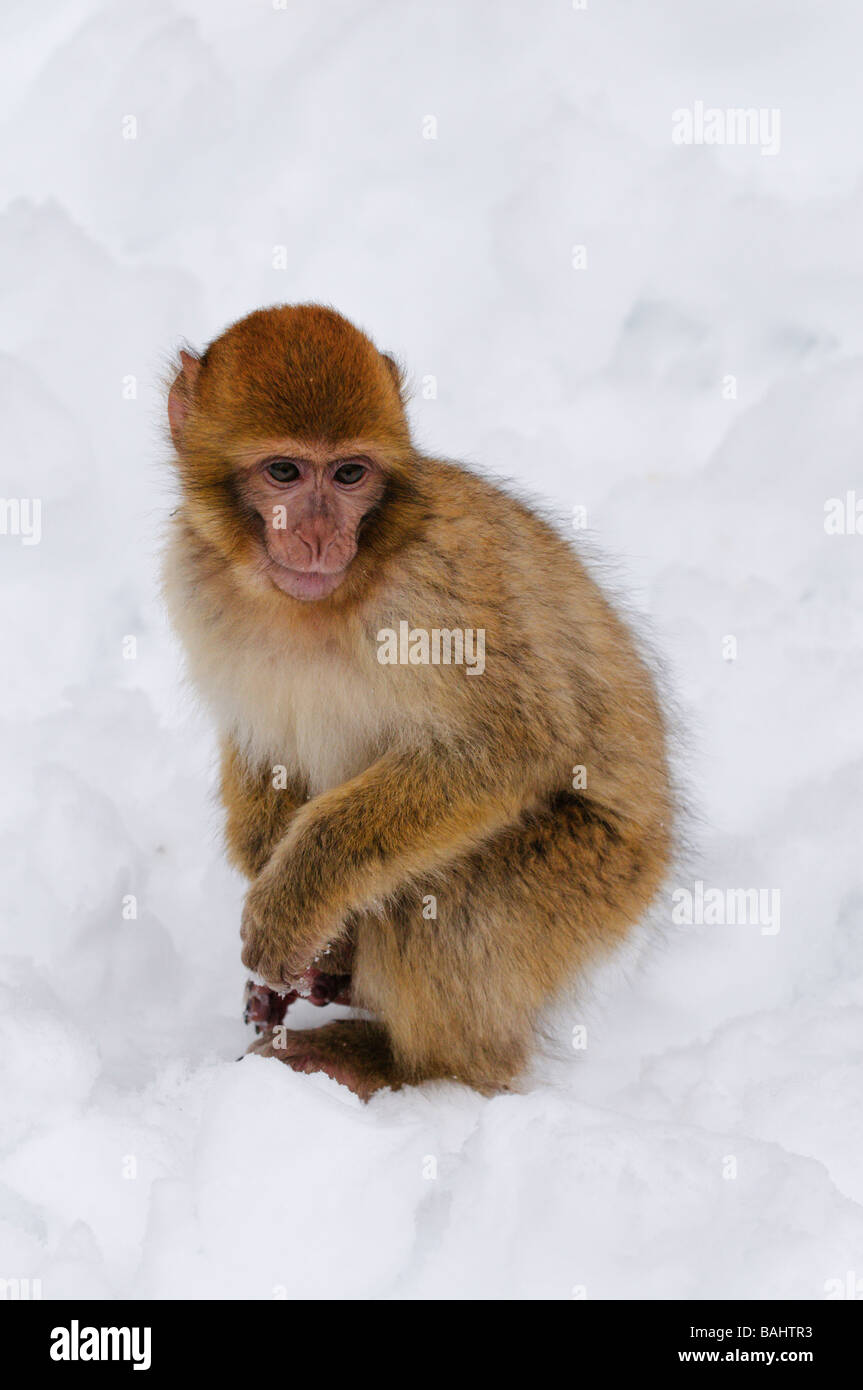 Planta de pinaceae hi-res stock photography and images - Alamy