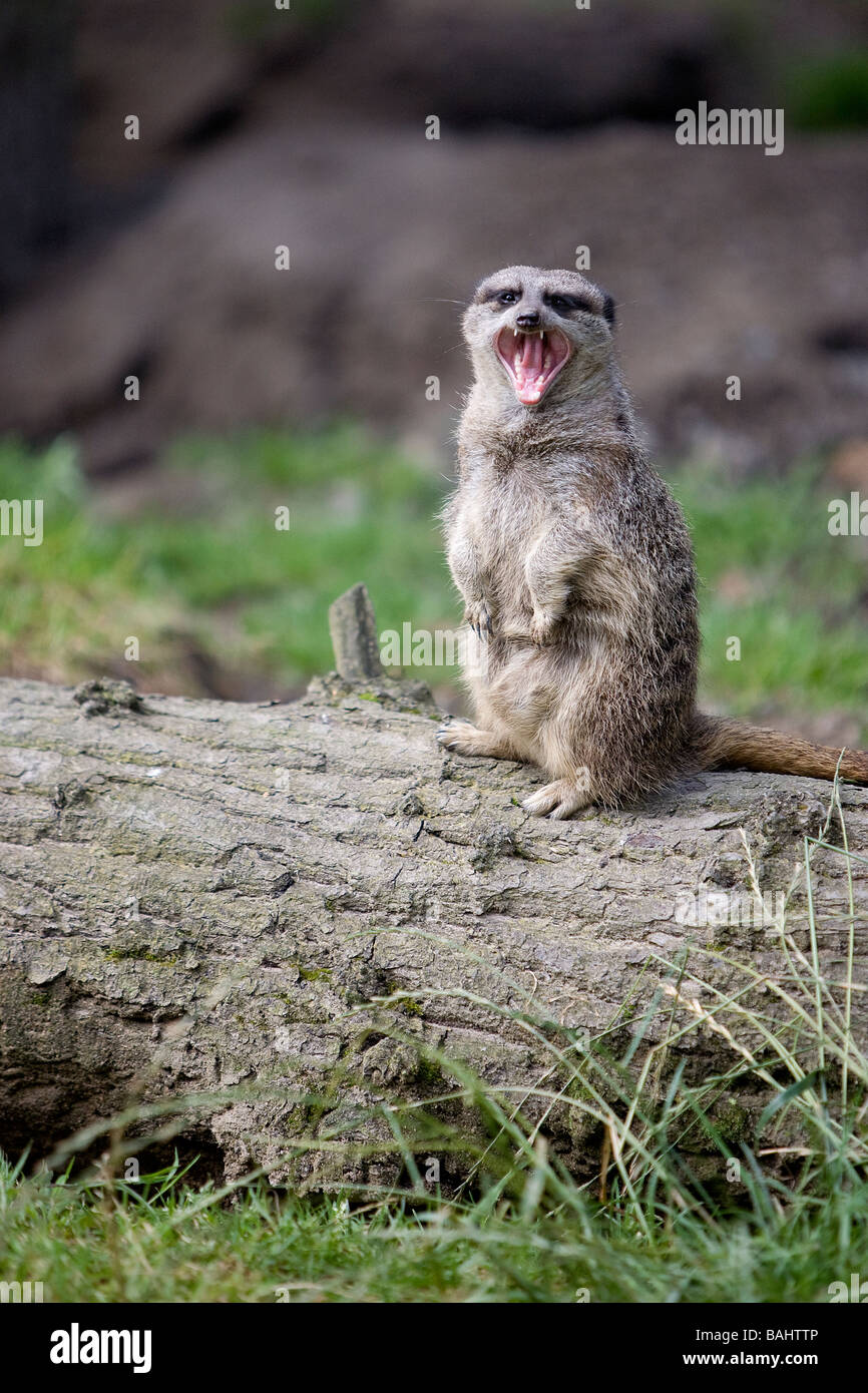 A meerkat sits proudly on top of a fallen tree trunk looking at the ...