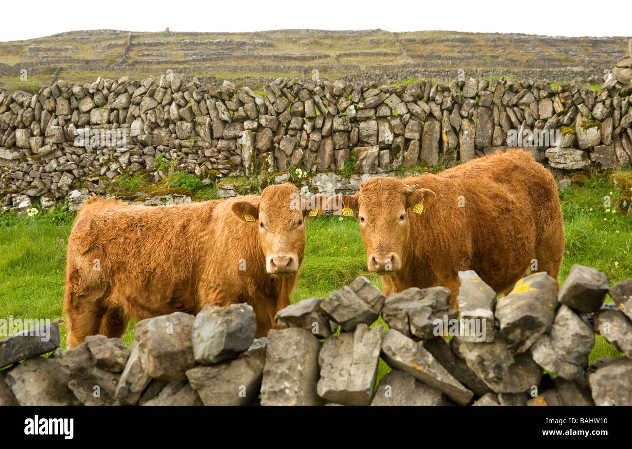 Stone walls and cattle cover the landscape on the island of Inis Mor ...