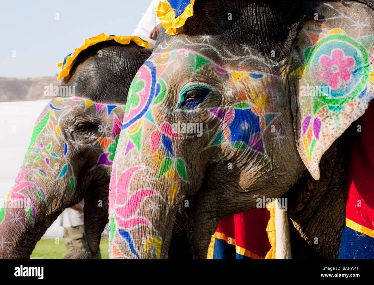 Decorated Elephant Festival Jaipur Rajasthan India Stock Photo - Alamy