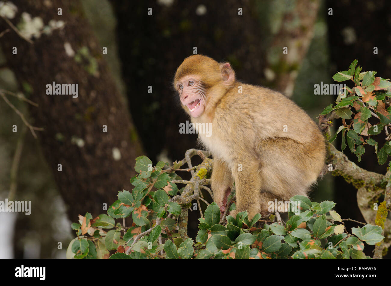 Planta de pinaceae hi-res stock photography and images - Alamy