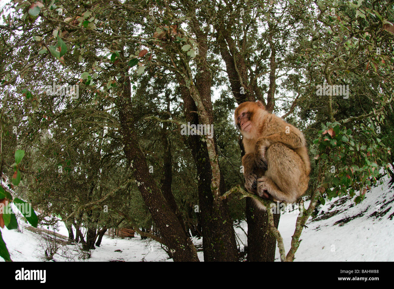 Planta de pinaceae hi-res stock photography and images - Alamy