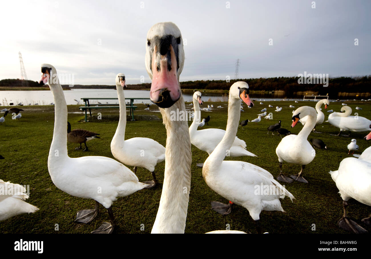 Large flock of swan on land Stock Photo - Alamy