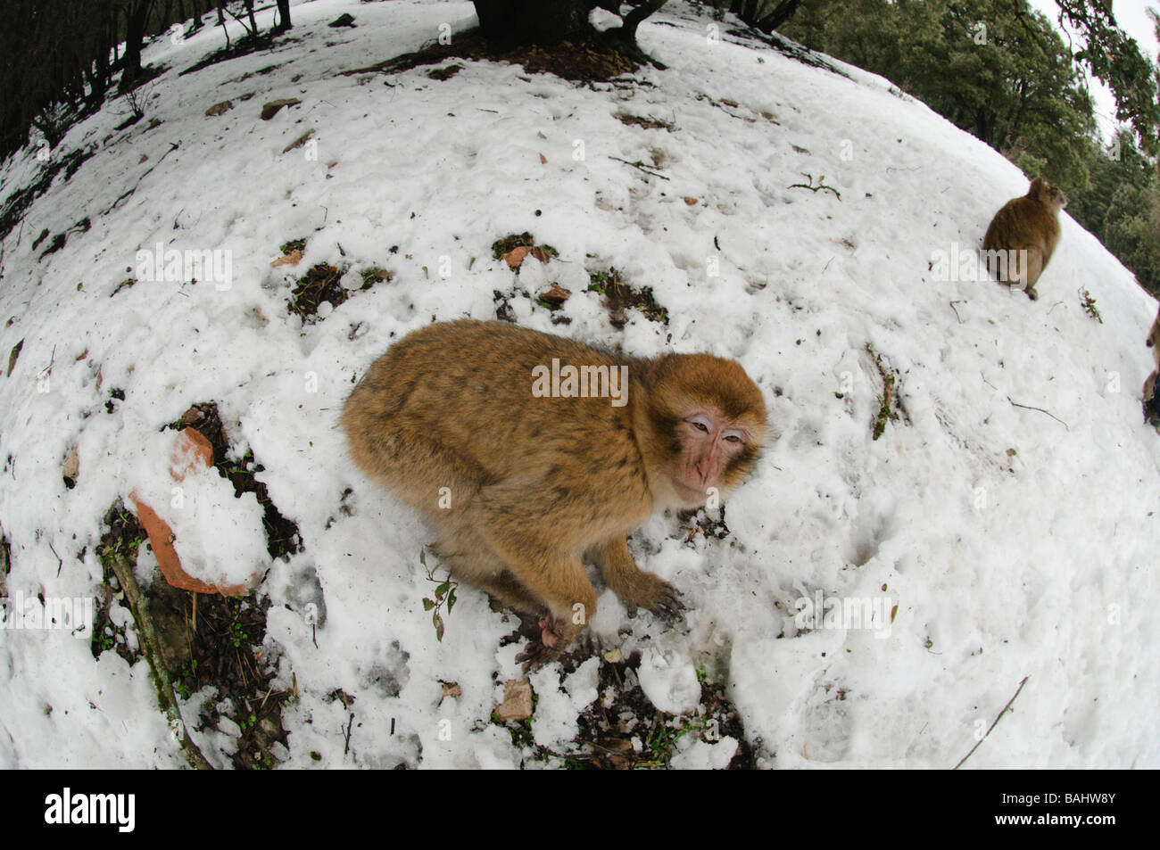 Barbary Macaque Macaca sylvanus on winter snowy cedar forest Mid Atlas ...