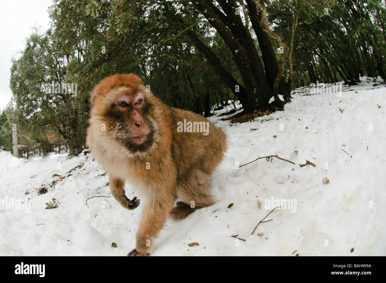 Barbary Macaque Macaca sylvanus on winter snowy cedar forest Mid Atlas range Azrou Morocco Stock ...