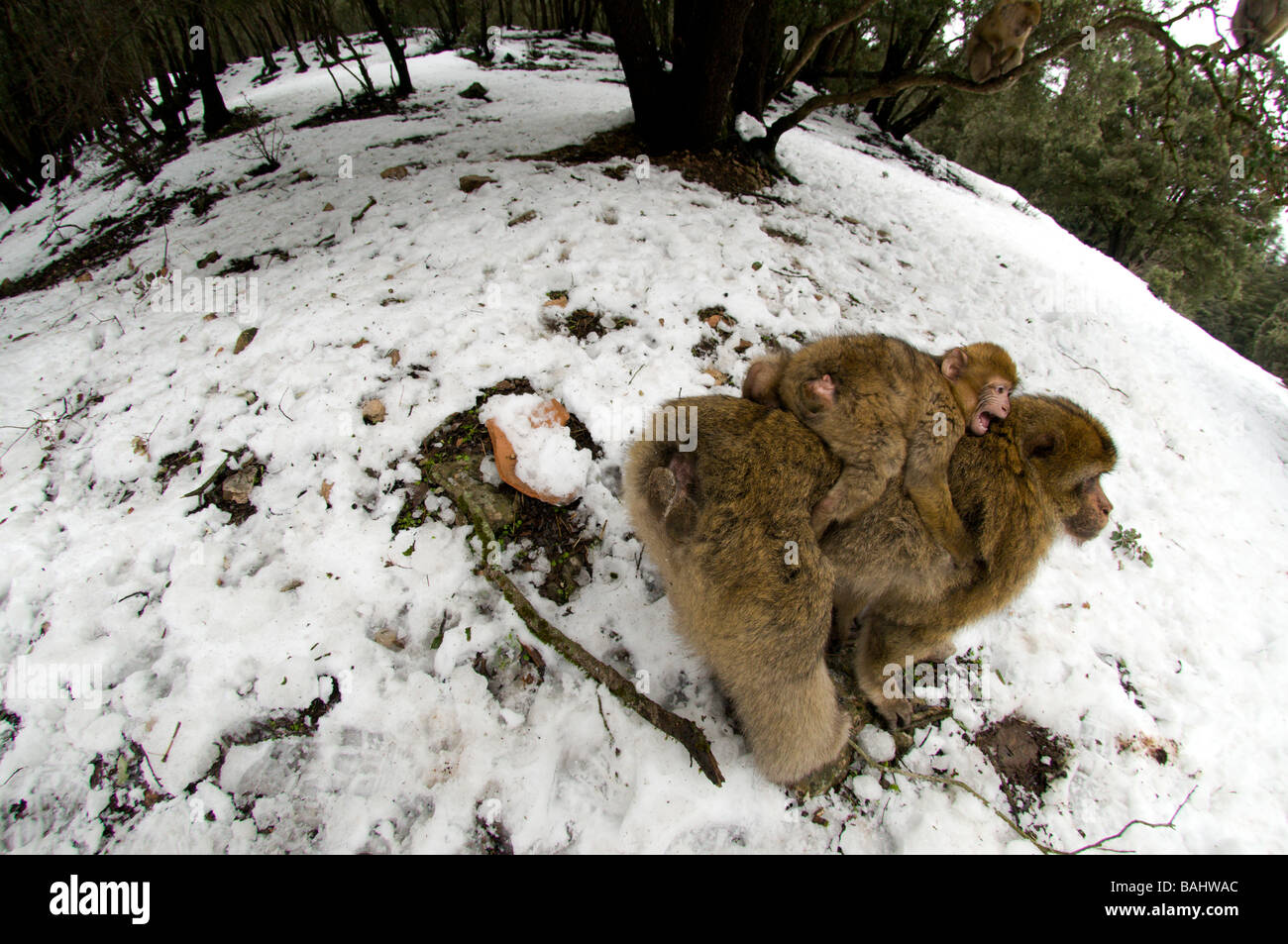 Macaque life cycle hi-res stock photography and images - Alamy